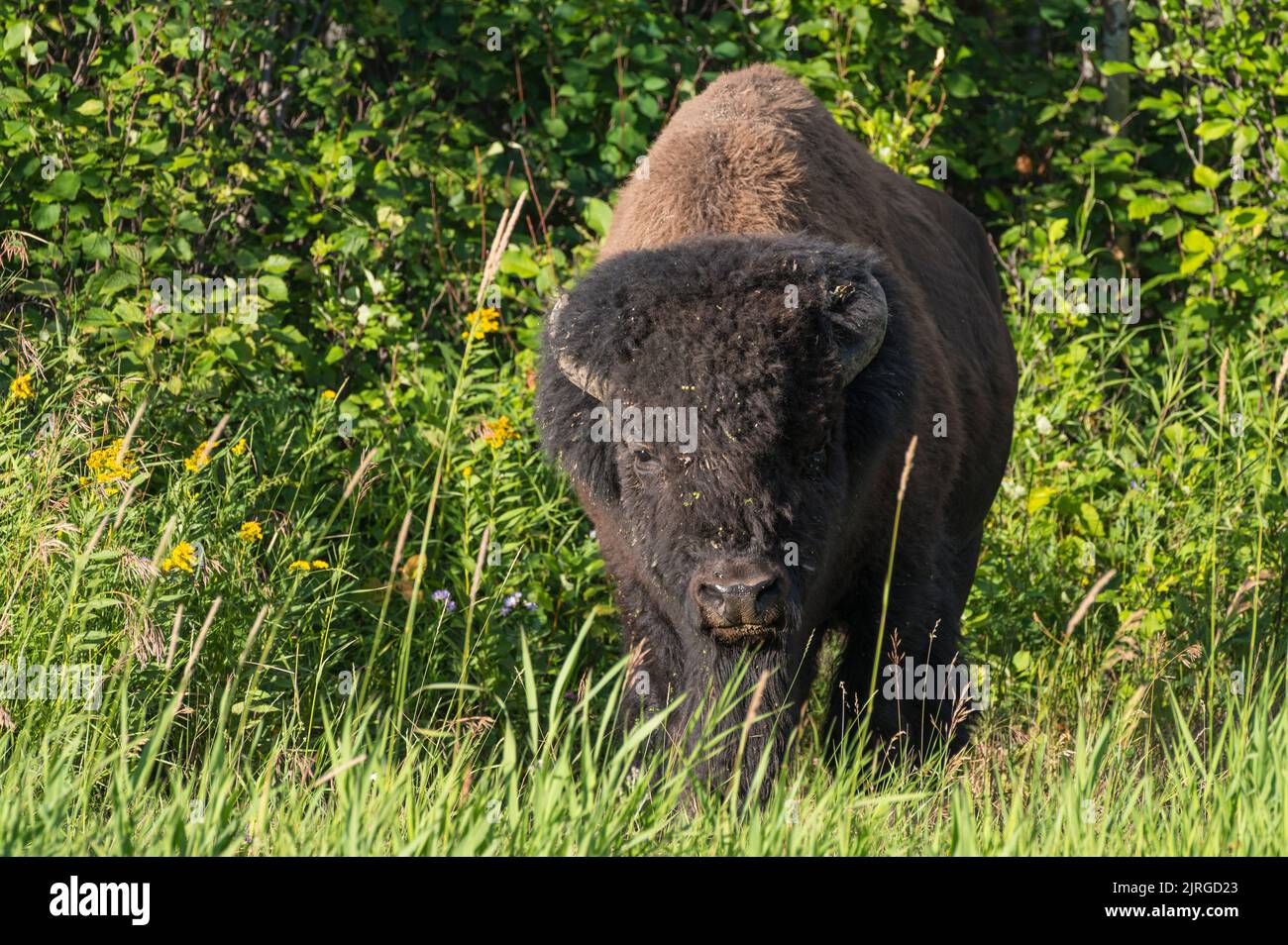 Large male plains bison (bison bison) in a summer meadow, Elk Island ...