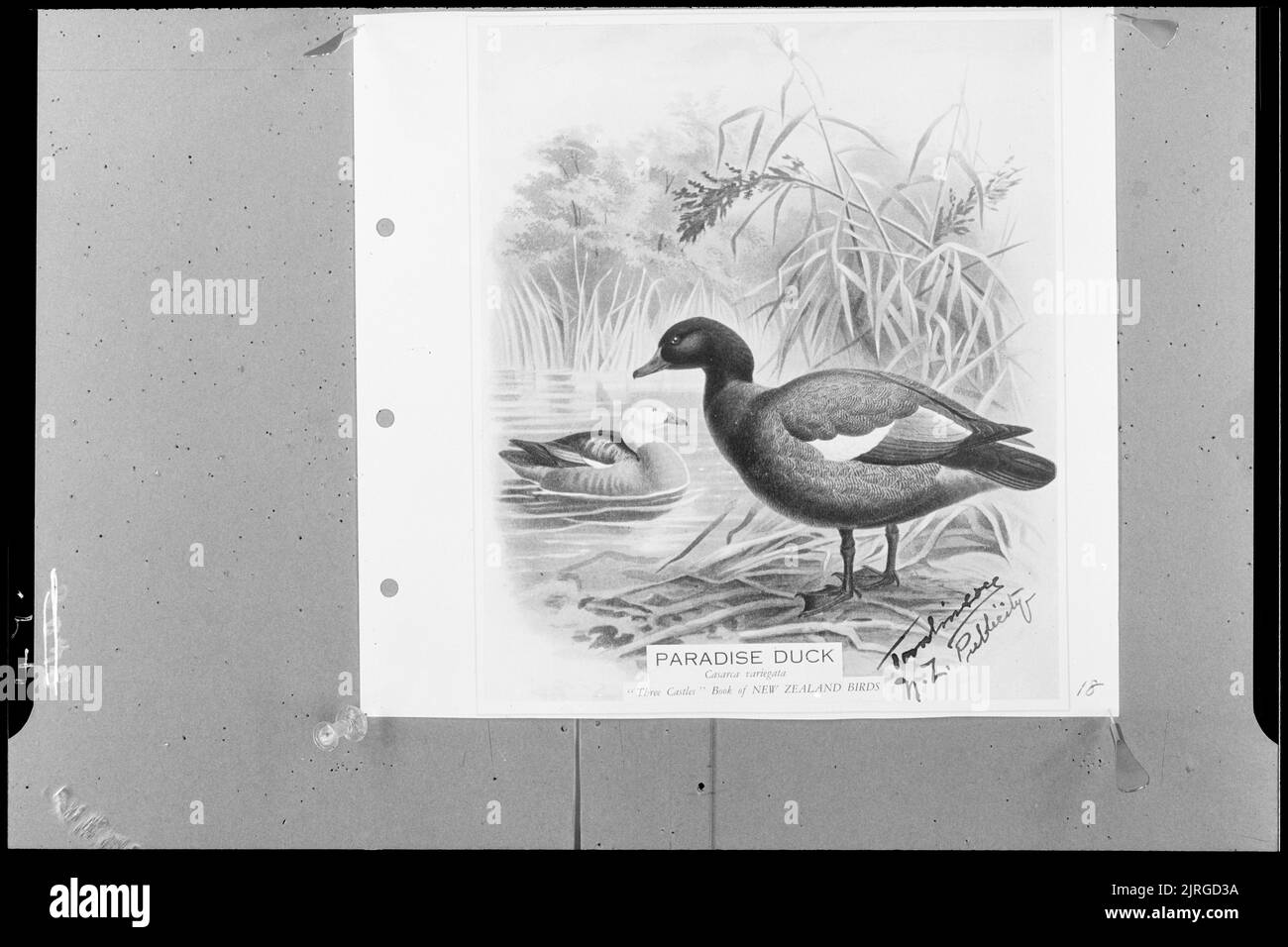 Paradise duck Black and White Stock Photos & Images - Alamy