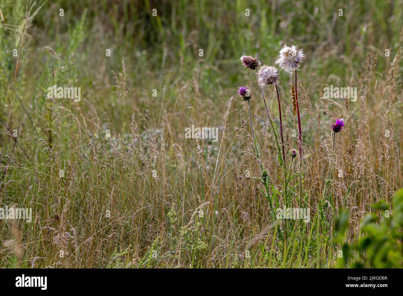 Great burnet healing grasses on a summer green field Stock Photo - Alamy