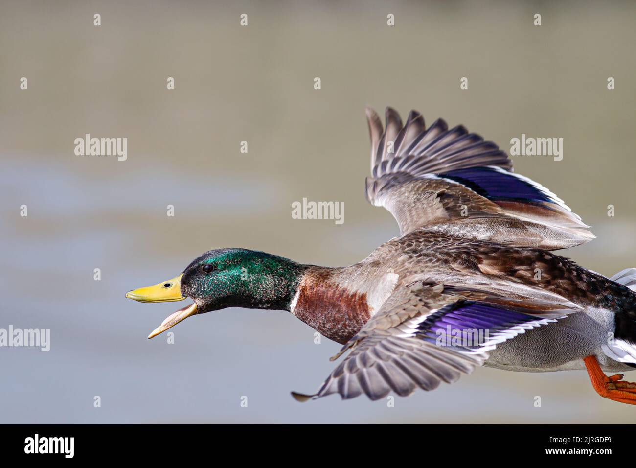 Flight bird birds waterfowls hi-res stock photography and images - Alamy