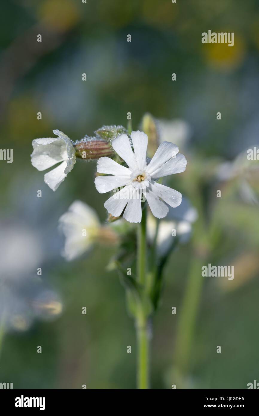 White campion (Silene latifolia Stock Photo - Alamy