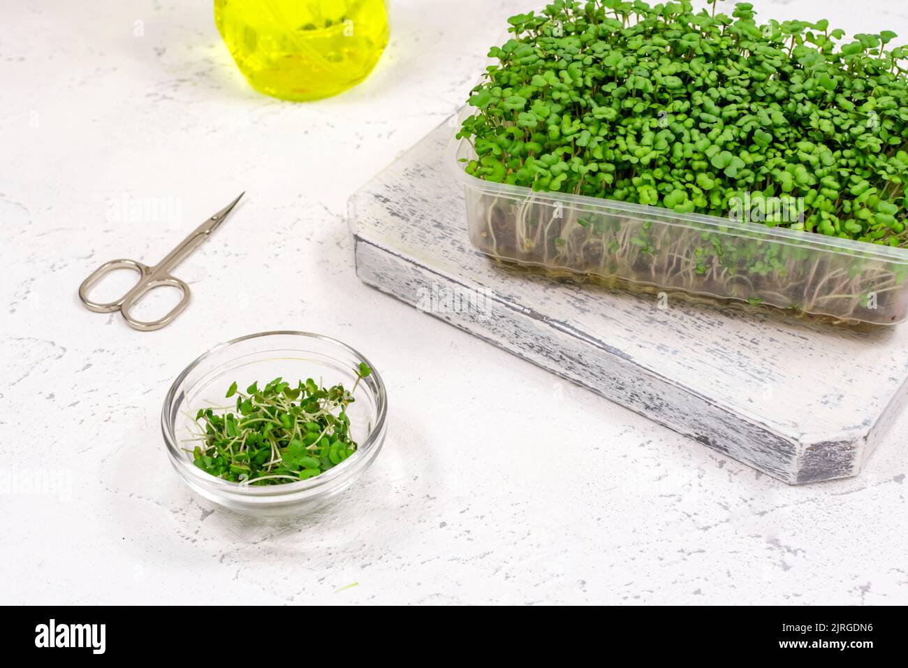 Mustard microgreens grow in a tray and cut in a glass bowl by scissors ...
