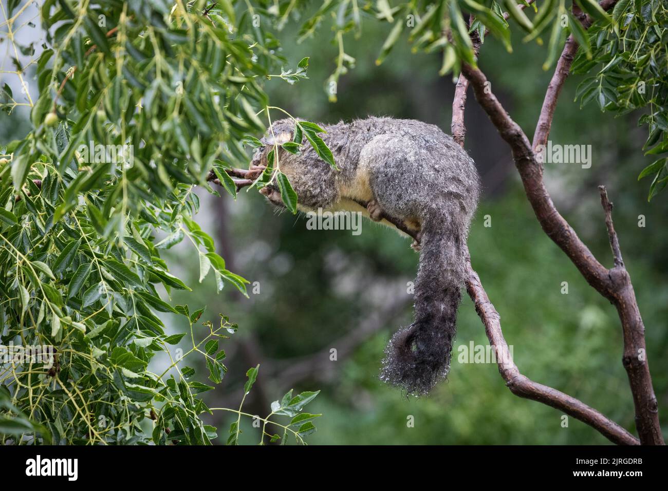 A grizzled giant squirrel (Ratufa macroura) relaxing on a tree branch ...