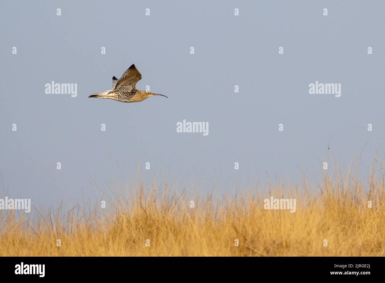 Curlew (Numenius arquata) flying over moorland, West Yorkshire, England ...