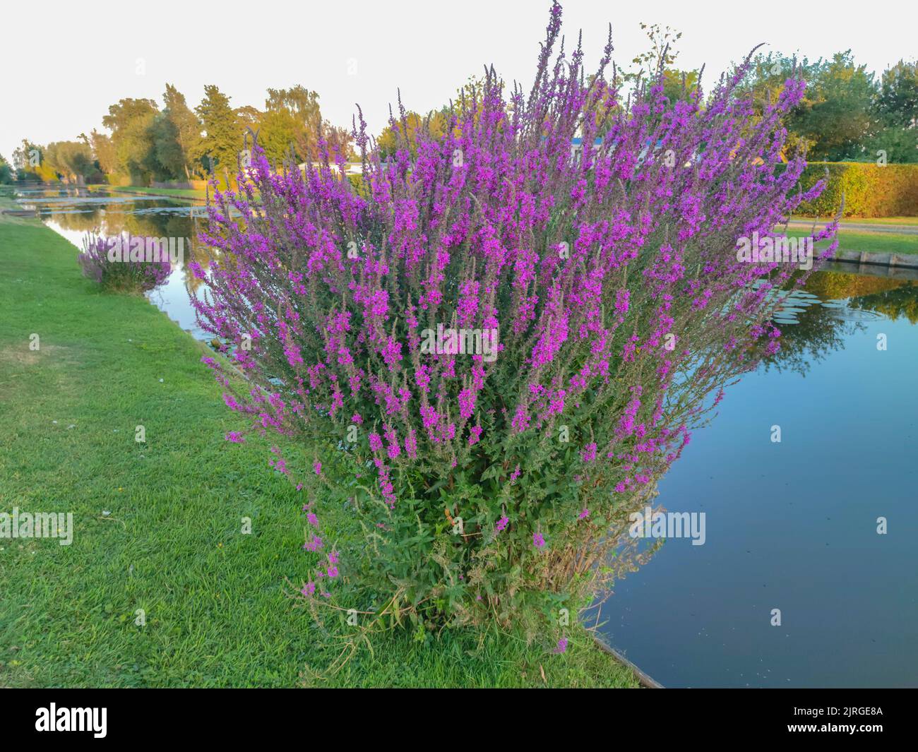 Purple Lythrum on the waterside Stock Photo - Alamy