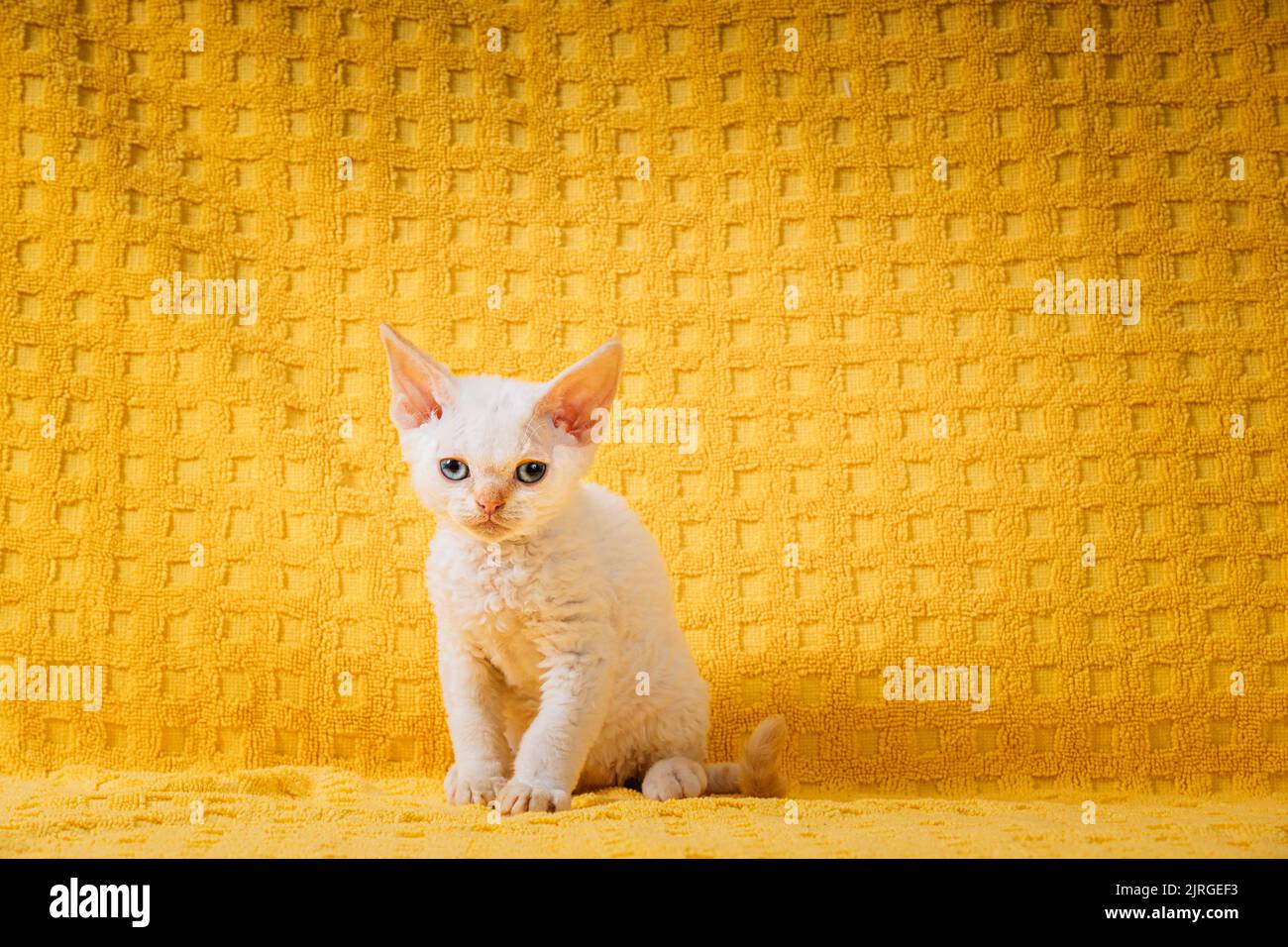 Happy Funny Small Little White Devon Rex Kitten Kitty Posing On Yellow ...