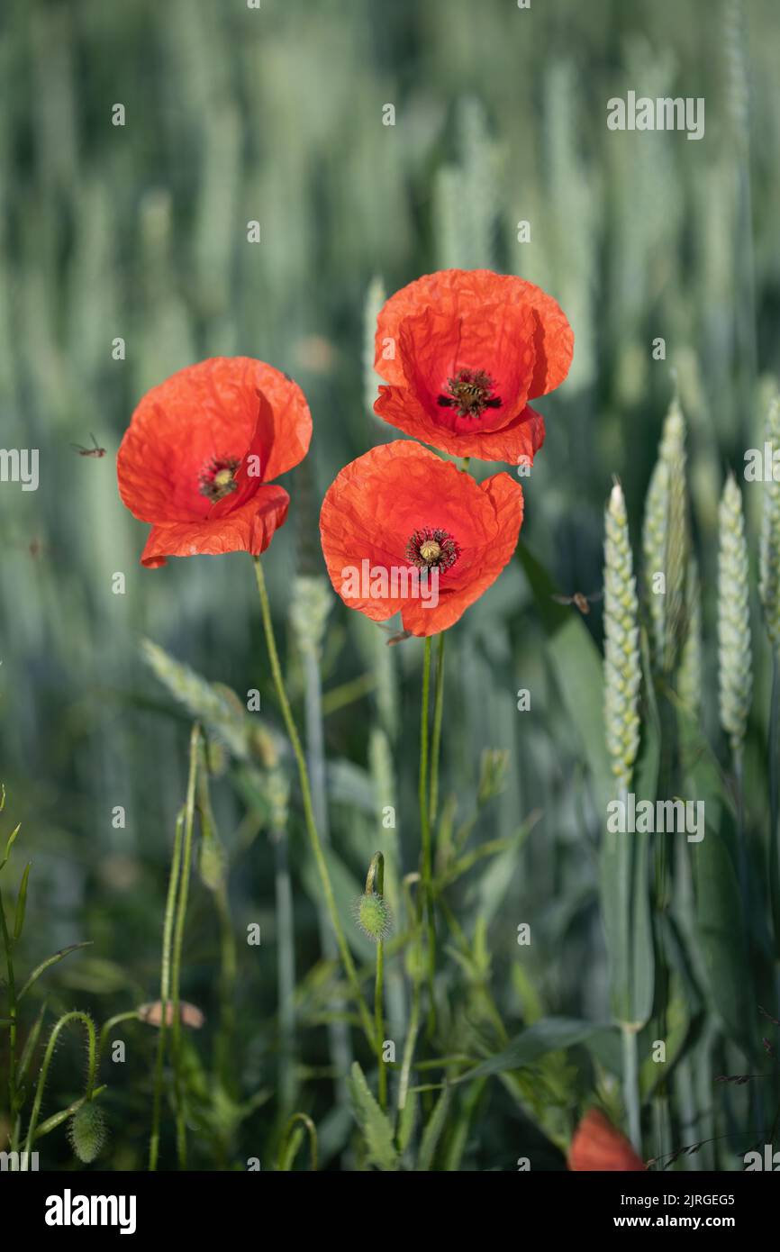 Three red poppy blossoms (Papaver rhoeas) in a green wheat field Stock ...