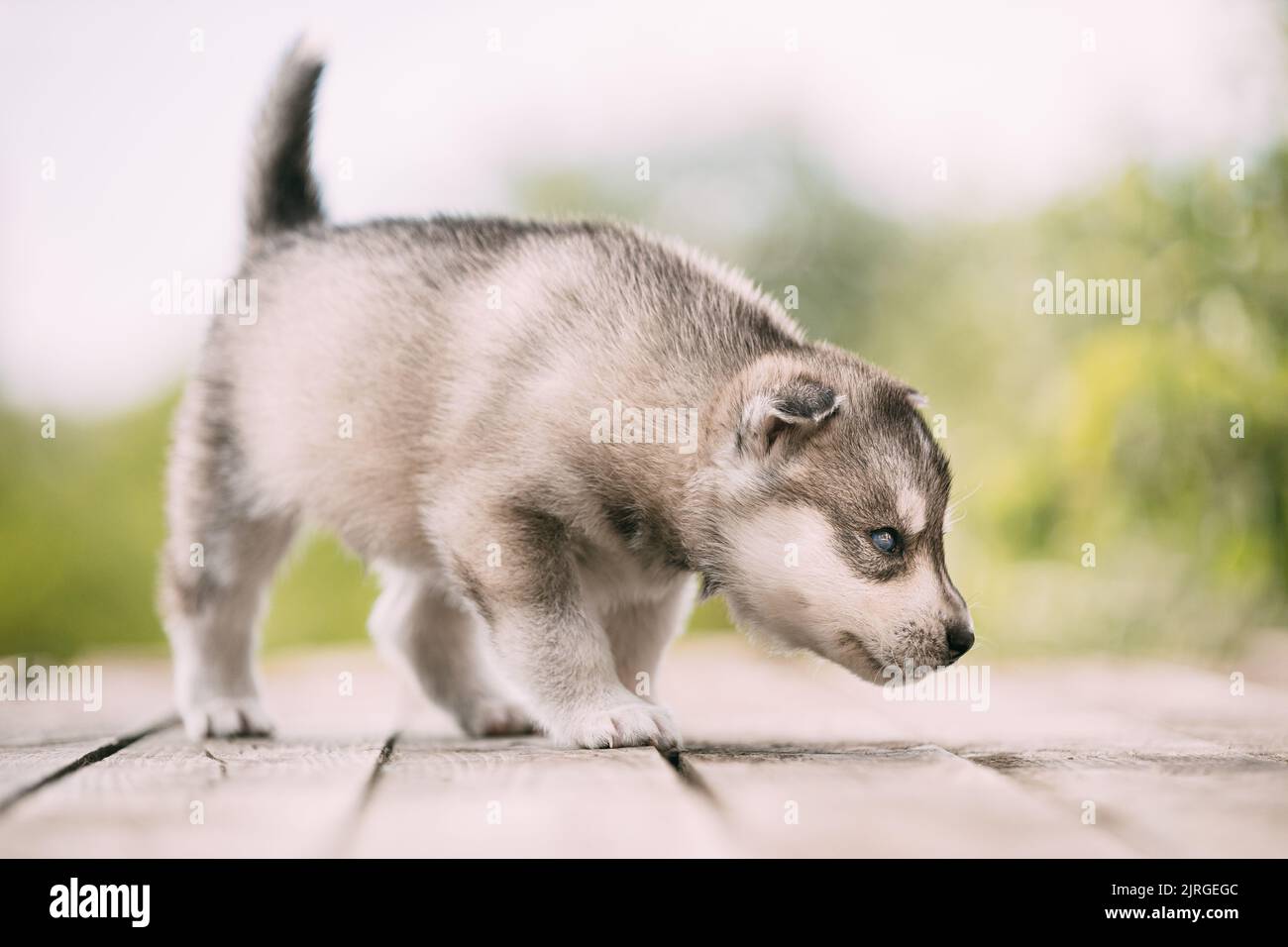Four-week-old Husky Puppy Of White-gray Color Sitting On Wooden Ground ...