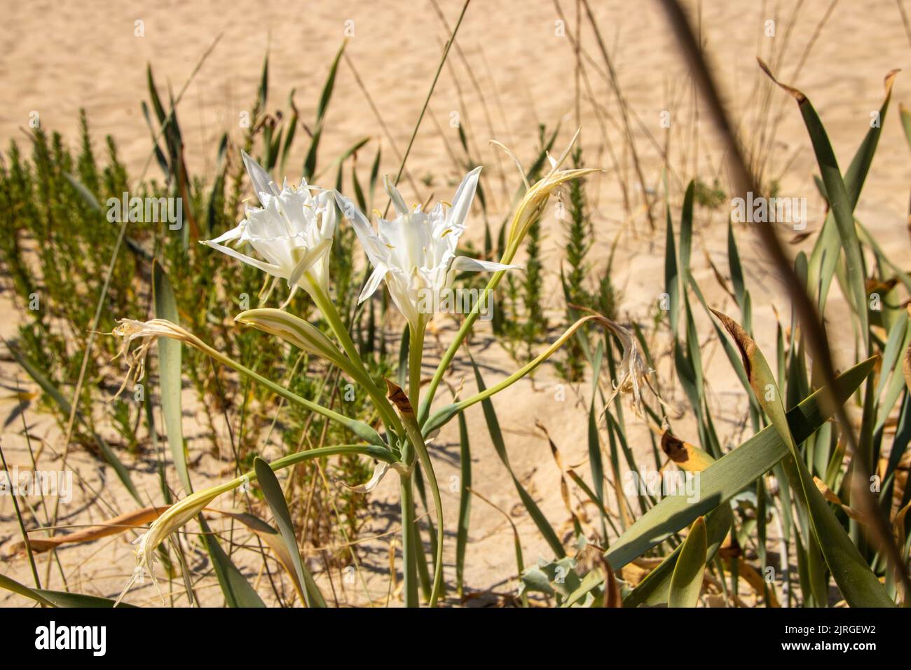white lilies on sand dune on the beach of Pescoluse, Salento, Puglia ...