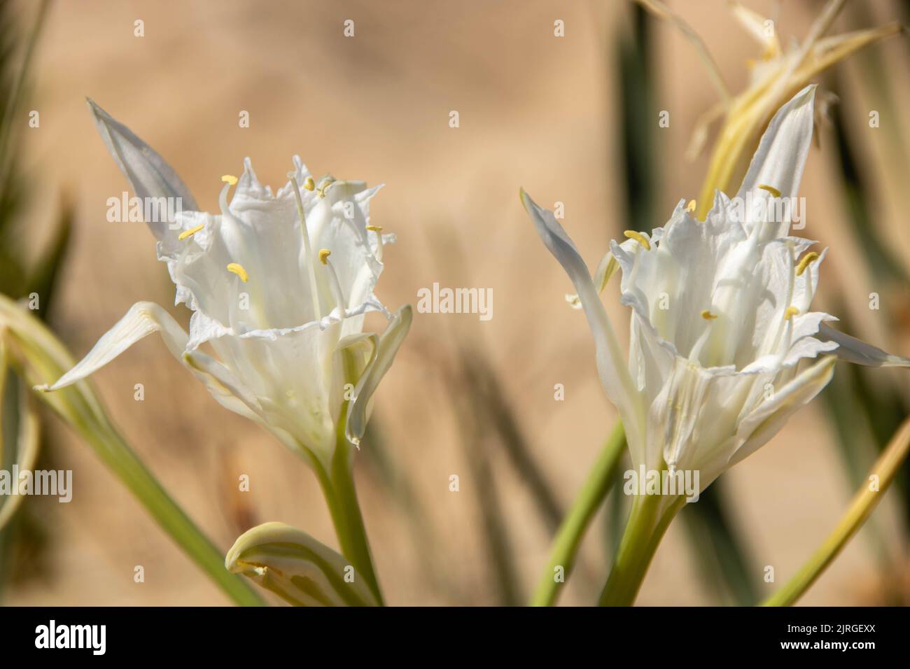white lilies on sand dune on the beach of Pescoluse, Salento, Puglia ...