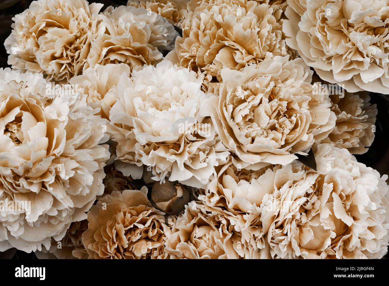 Dark boho flower hi-res stock photography and images - Alamy