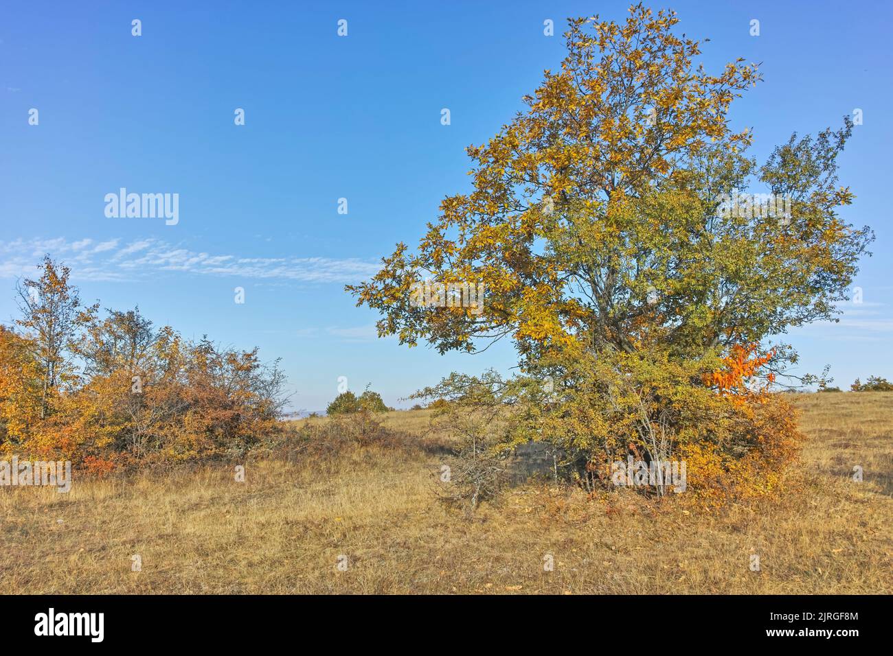 Amazing Autumn landscape of Cherna Gora (Monte Negro) mountain, Pernik ...
