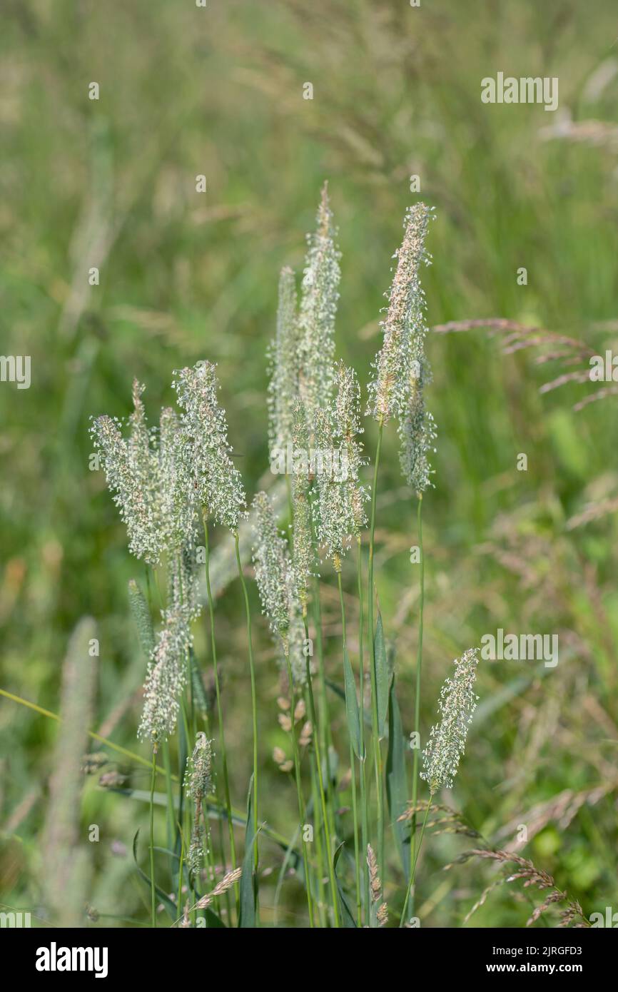 Spike's of Thimothy-Grass (Phleum pratense Stock Photo - Alamy