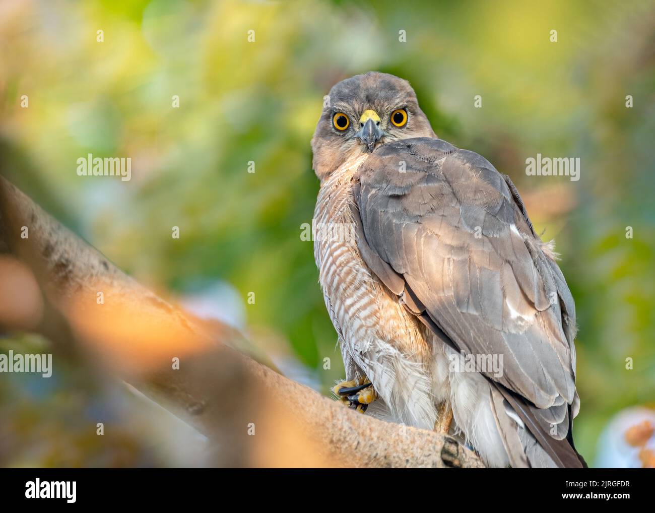 A Shikra looking into the Camera from a tree Stock Photo - Alamy