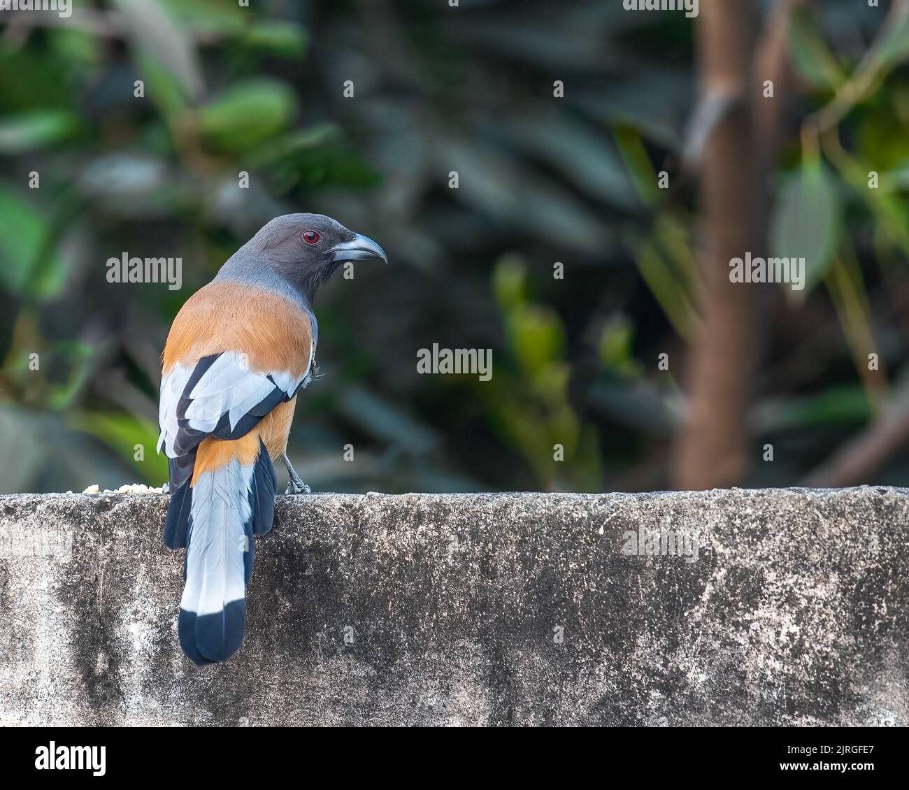 A Rufous Treepie on a wall looking back Stock Photo - Alamy