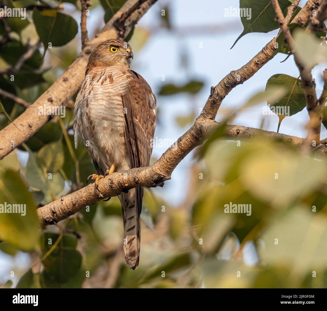 A Shikra targeting a prey from a tree Stock Photo - Alamy