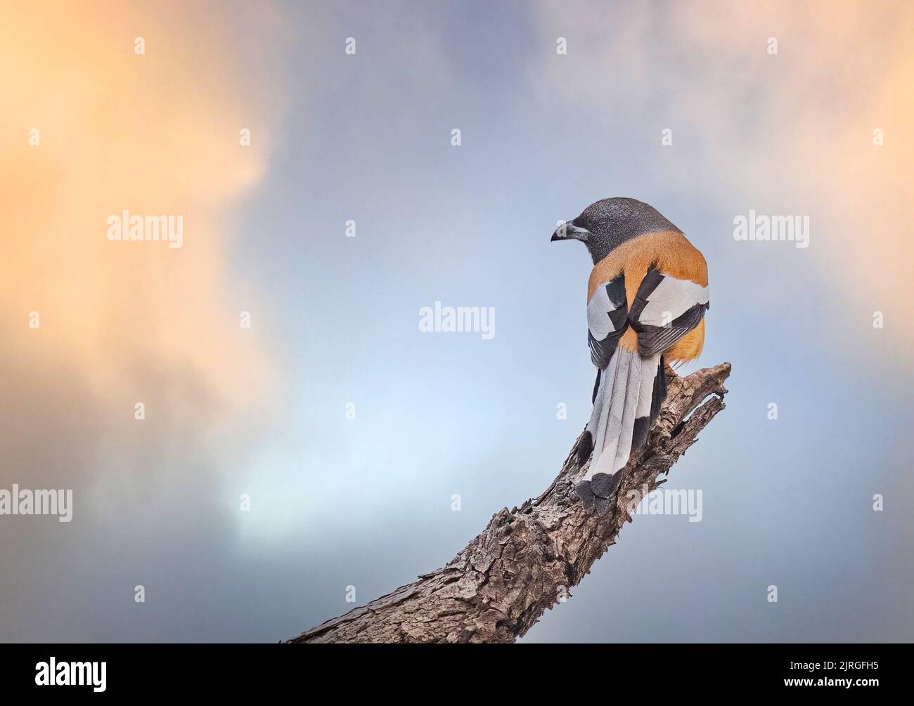 Magpie sitting on fence hi-res stock photography and images - Alamy