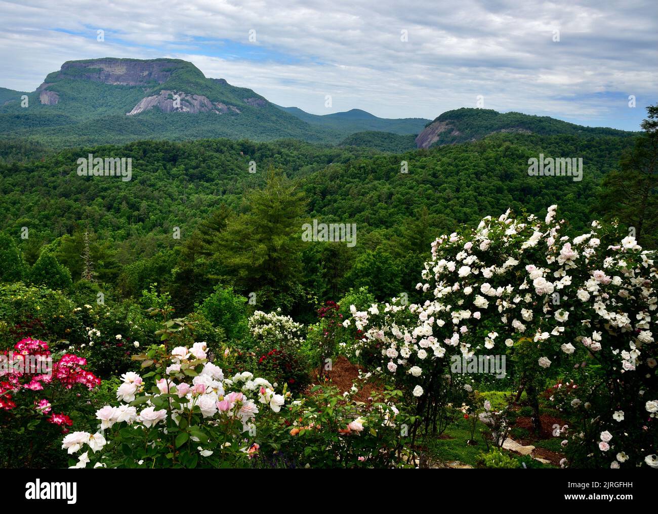 A bunch of rose bushes growing on the side of a western North Carolina ...