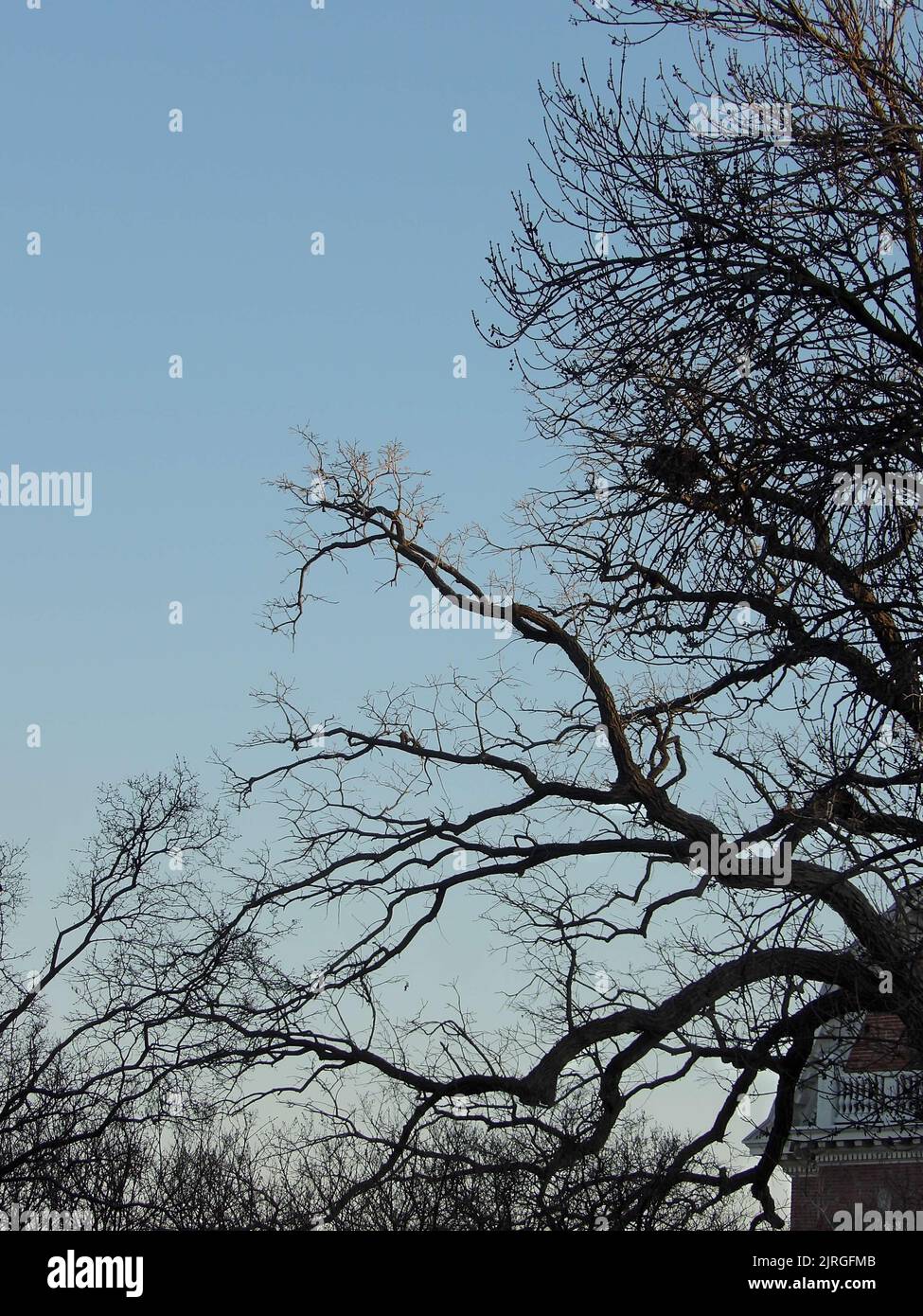 A sunset sky with a gnarly tree with extended branches shadows Stock ...