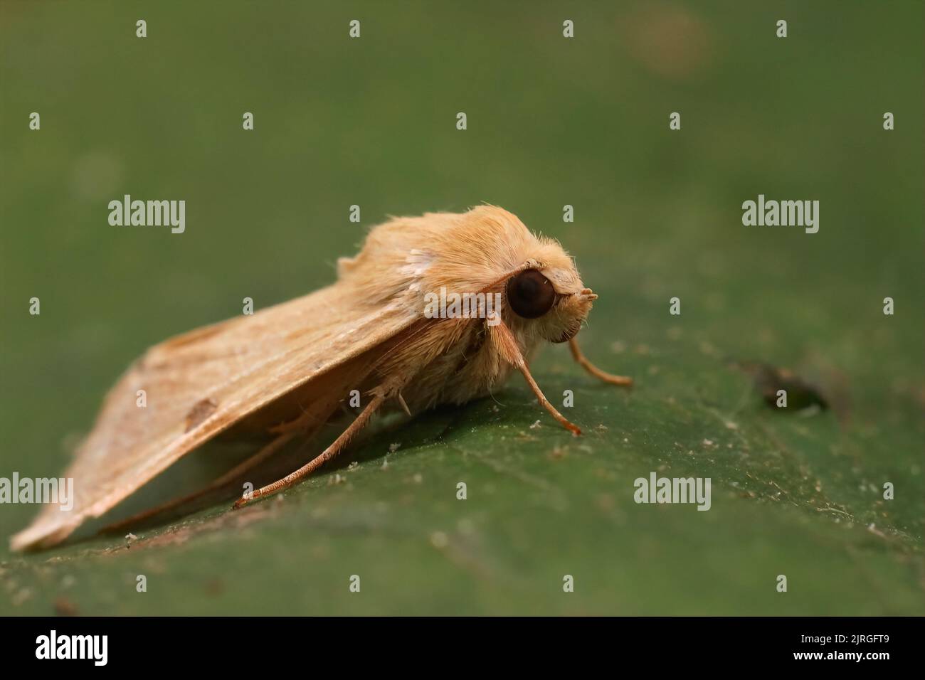 Detailed closeup on the yellow colored Bordered strawmoth, Heliothis ...