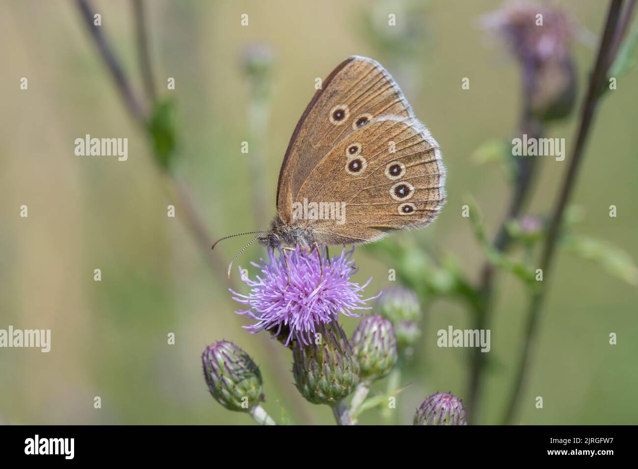 Ringlet butterfly (Aphantopus hyperantus Stock Photo - Alamy