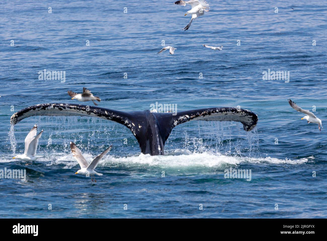 Beautiful view of the tail of gray whale diving into the ocean and ...