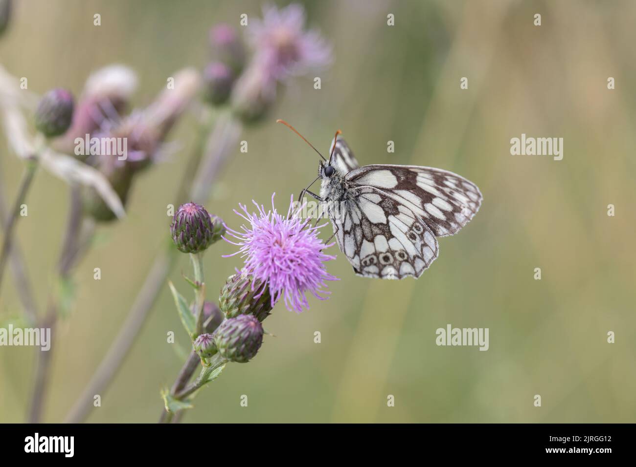 Marbled white butterfly (Melanargia galathea) on thistle blossoms Stock ...