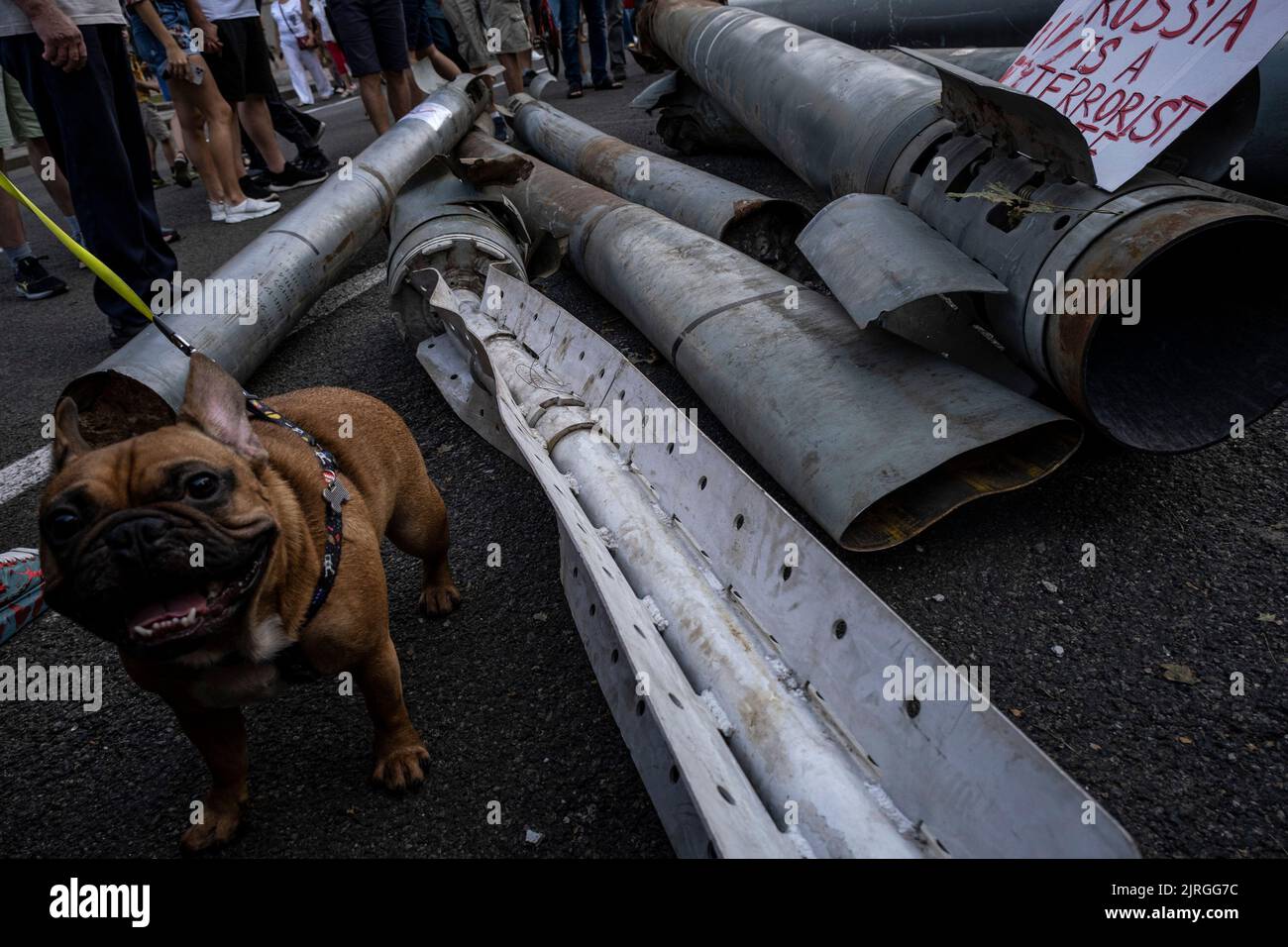 A dog stands next to the display of Russian missile parts on the ...