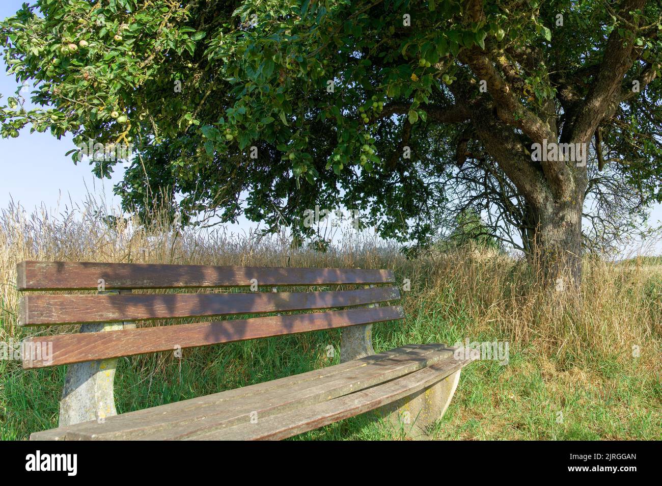 Old bench under apple tree hi-res stock photography and images - Alamy