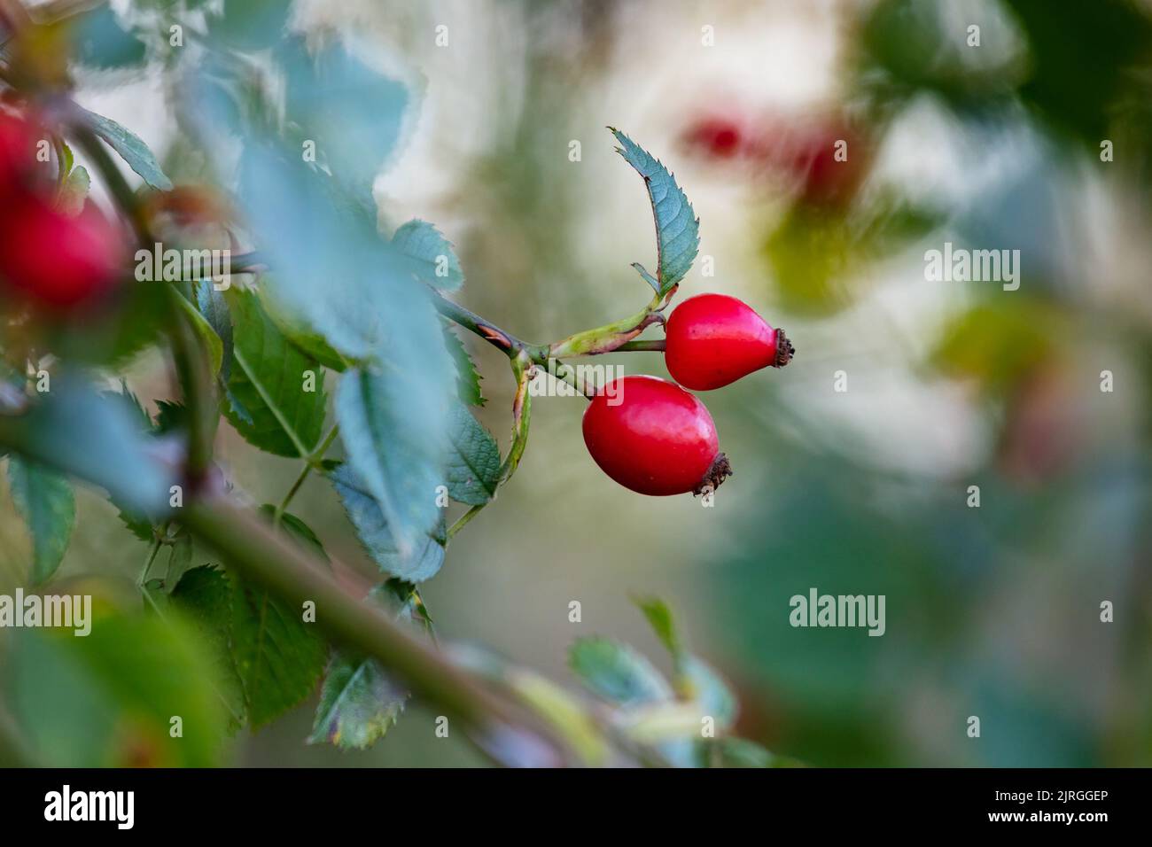 Rosehip. Fruit and vegetables. Plant and plants. Tree and trees. Nature ...