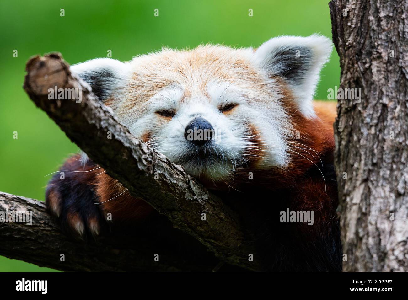 Red panda. Mammal and mammals. Land world and fauna. Wildlife and ...