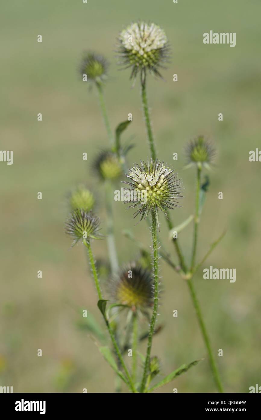 Small teasel inflorescence (Dipsacus pilosus Stock Photo - Alamy