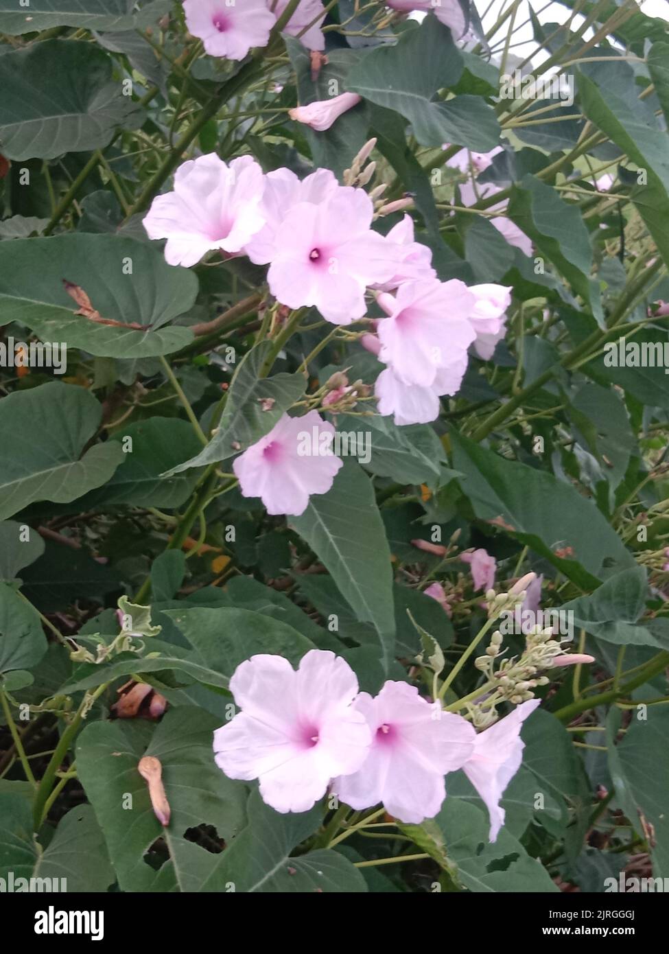 AClose up Flower,Mugunghwa, rose of Sharon, hibiscus Stock Photo - Alamy