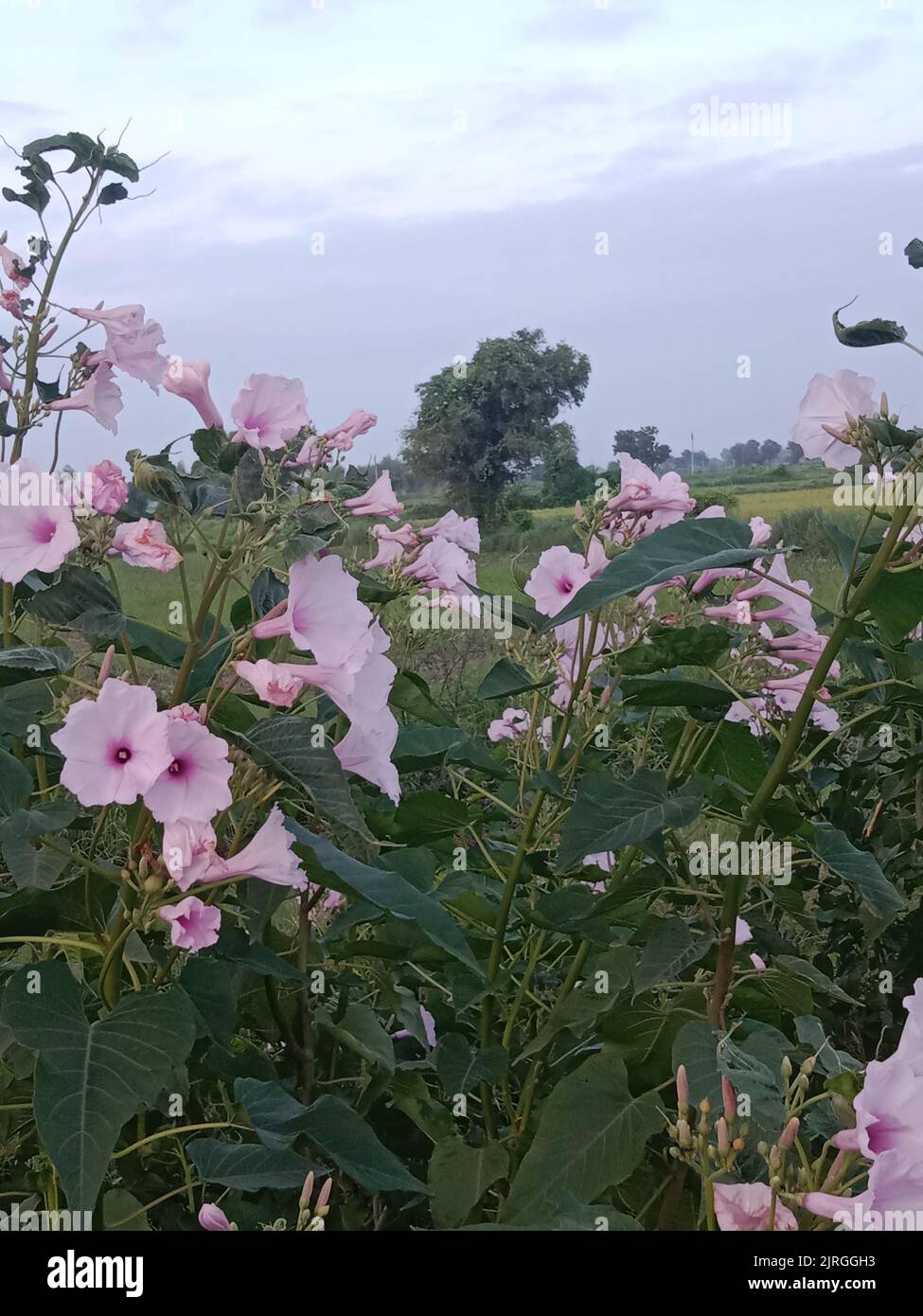 AClose up Flower,Mugunghwa, rose of Sharon, hibiscus Stock Photo - Alamy