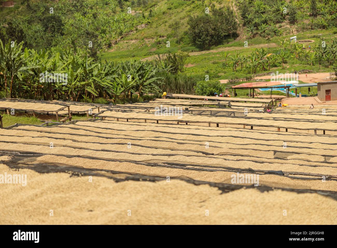 Many special racks for drying coffee beans Stock Photo - Alamy