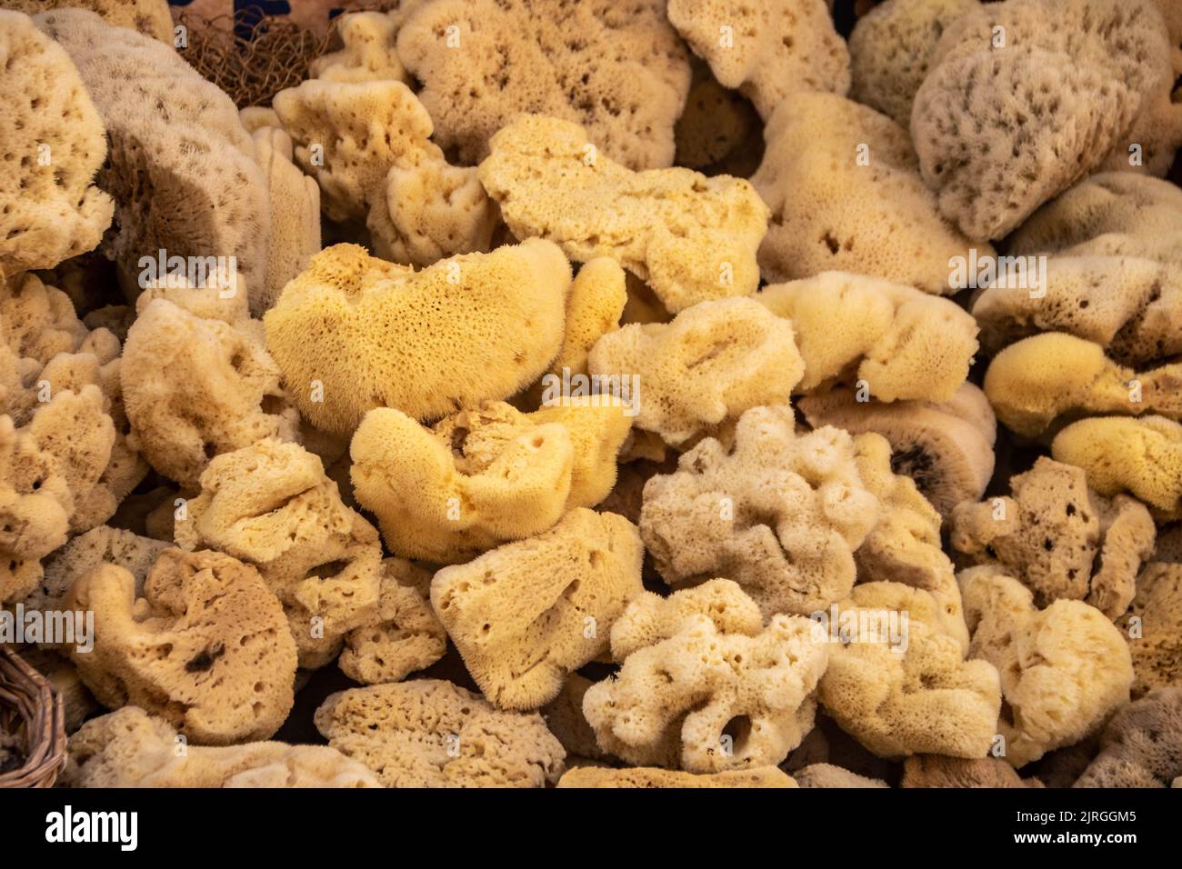 A group of natural sponges sold in a market at Gallipoli, Puglia, Italy ...