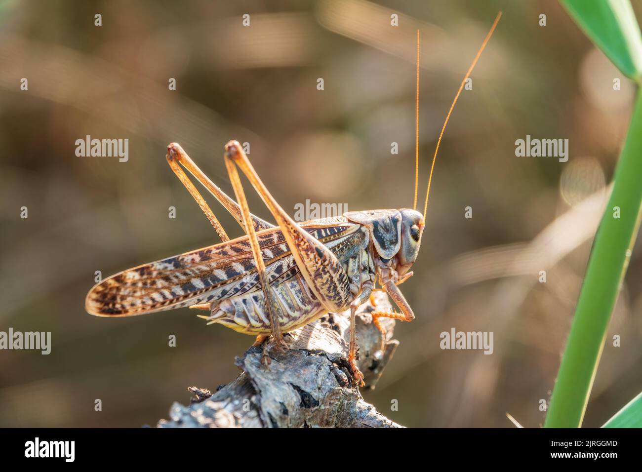 A large brown locust, Locusta migratoria, with a pattern on its body ...