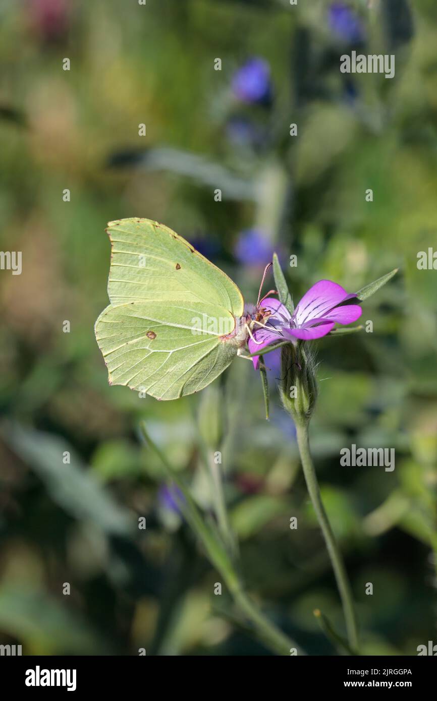 The common brimstone butterfly hi-res stock photography and images - Alamy