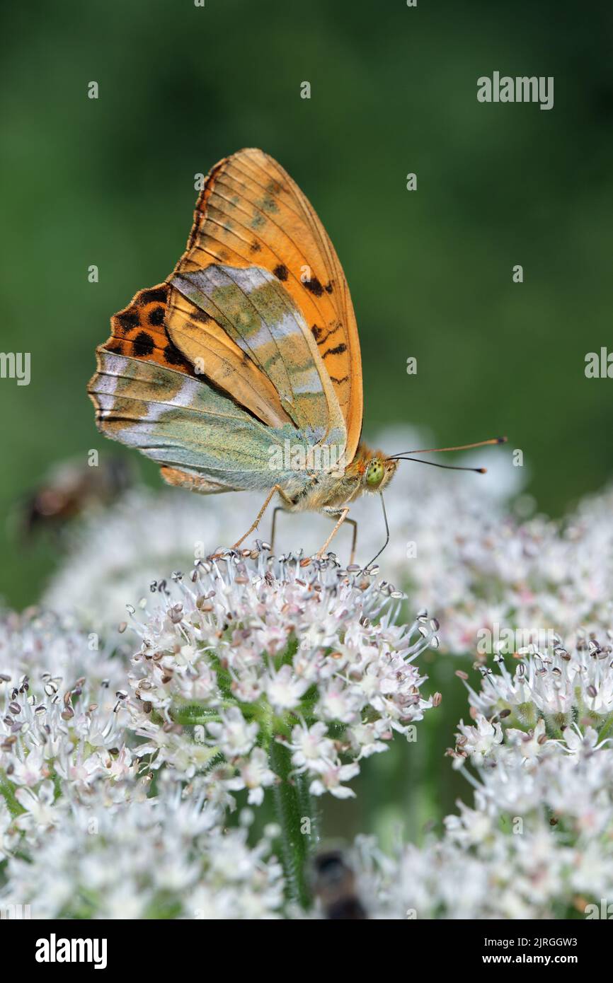 Silver-washed fritillary butterfly (Argynnis paphia) with damaged wings ...