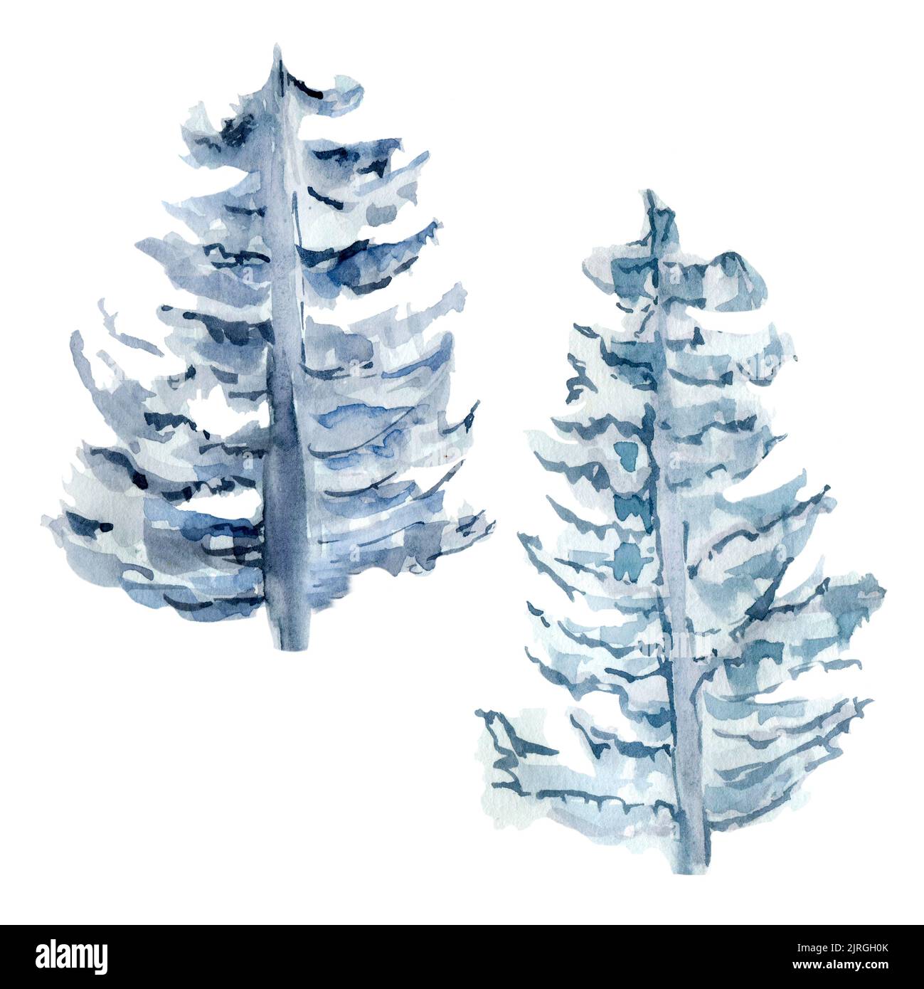 Christmas trees watercolor illustration isolated on white background ...