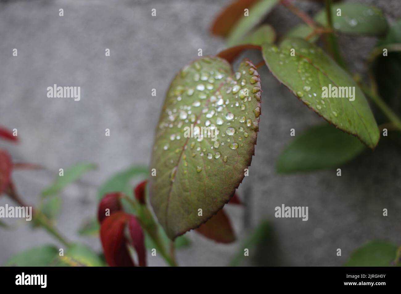 plenty of drops of water in a leaf after summer morning rain Stock ...