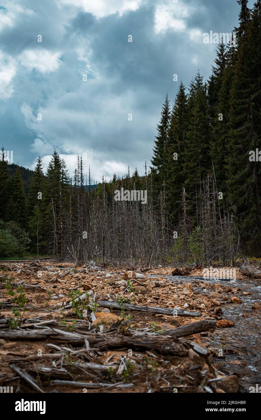 A stream on a ground with broken wood from tree's trunks surrounded by ...