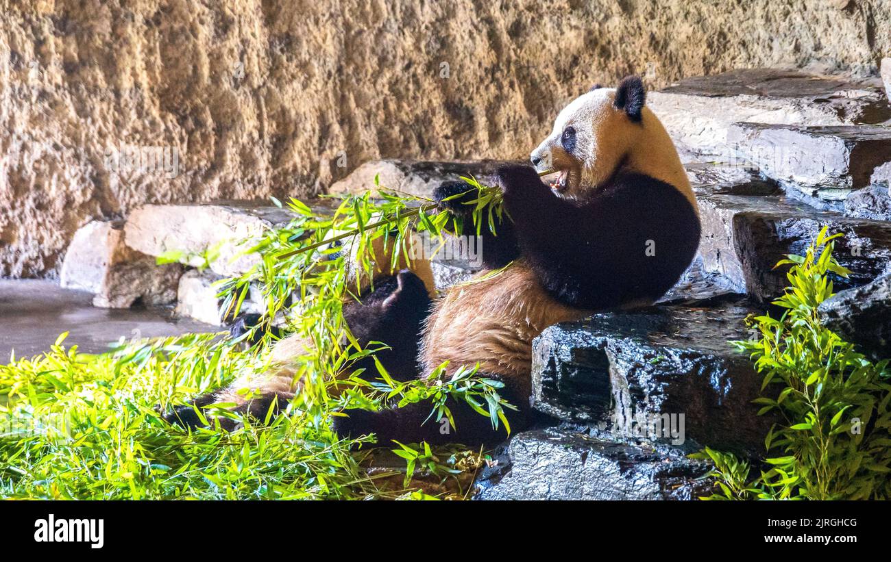 A giant panda also known as the panda bear sitting on rocks and eating ...