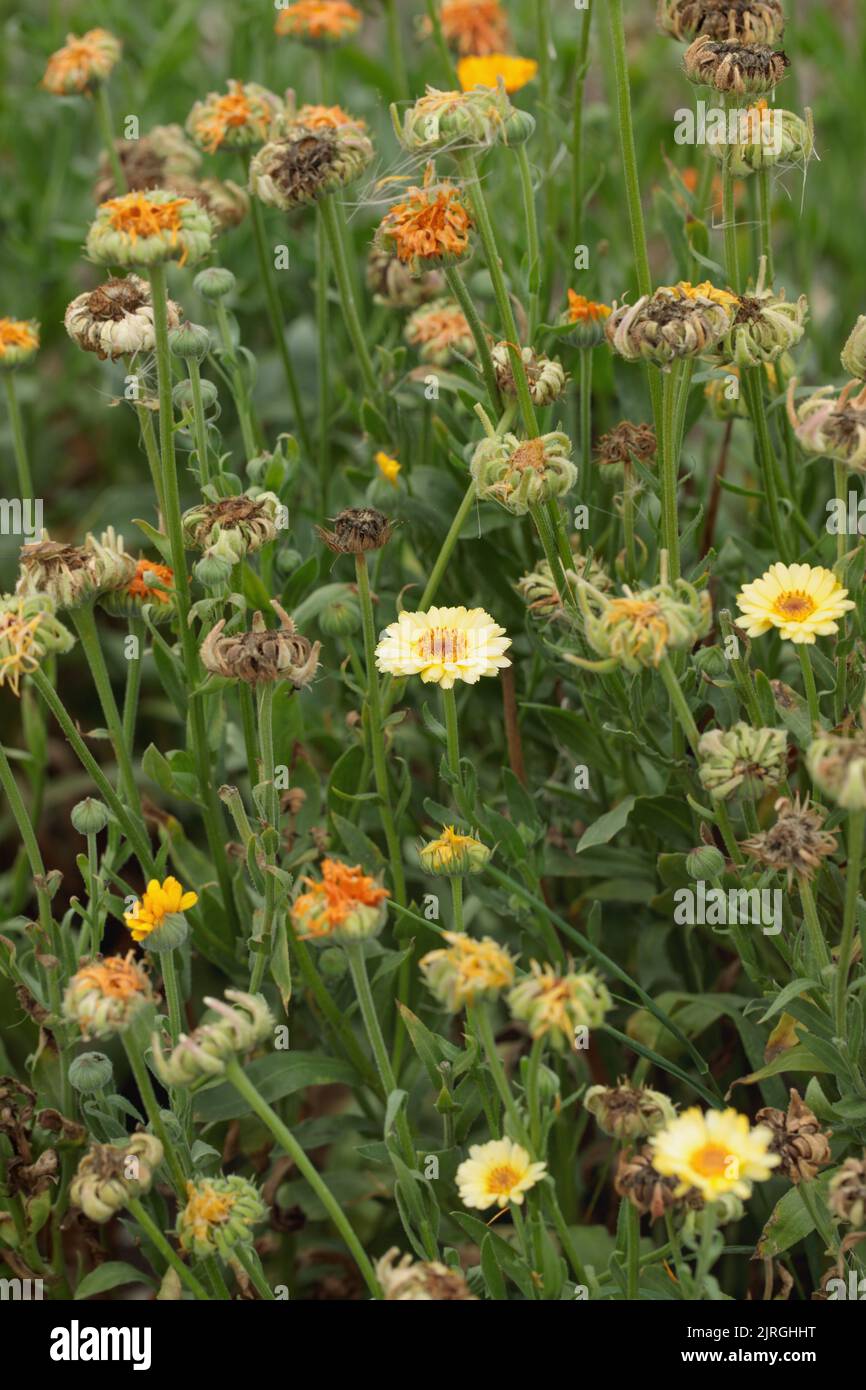 Withered marigold flowers (Calendula officinalis) and seeds Stock Photo ...