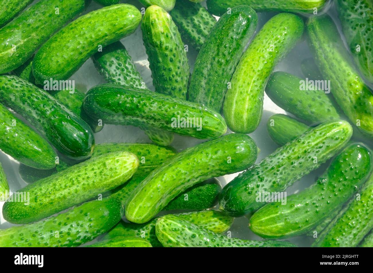 Cucumbers in water hi-res stock photography and images - Alamy