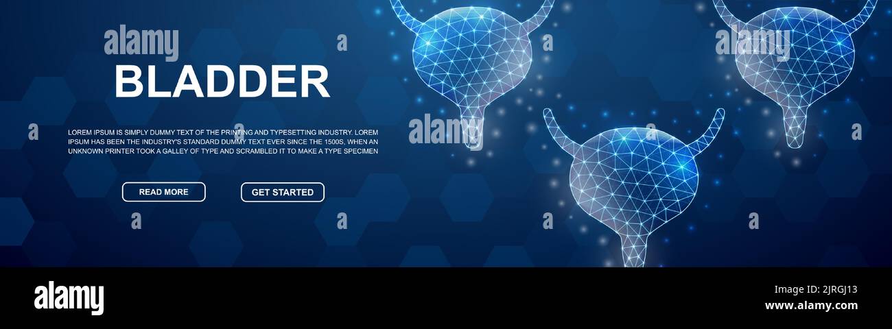 Bladder polygonal horizontal banner. Reproductive system low poly ...