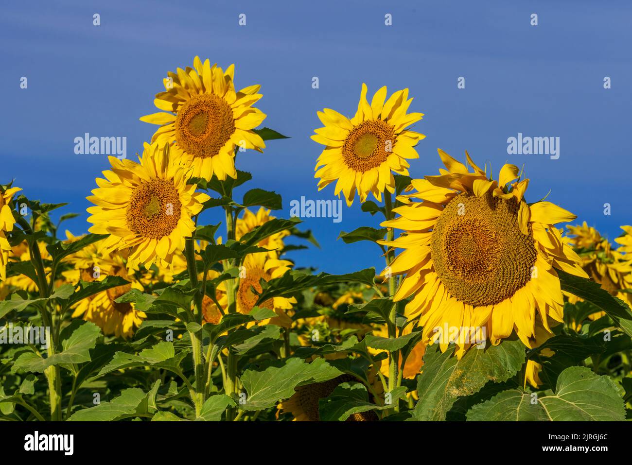 Sunflowers blooming in a large field near Miami, Manitoba, Canada Stock ...