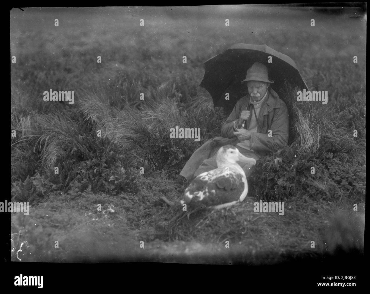 Albatross, Antipodes Islands, 1927, Antipodes Islands, by Herbert ...