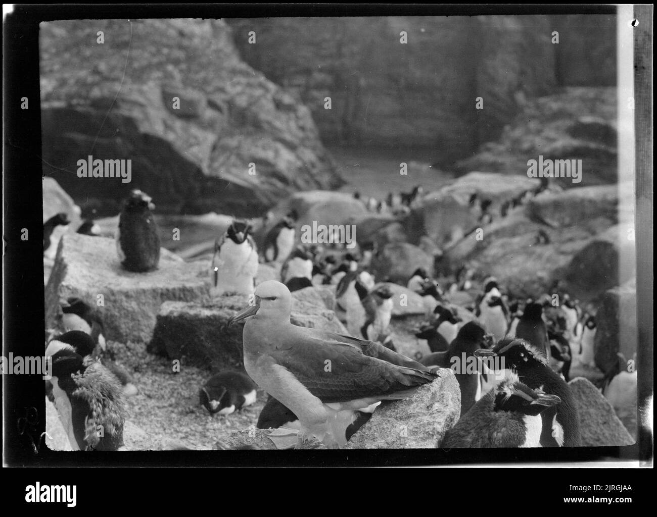 Diomedea cauta salvinii (Procellariiformes), circa 1927, Bounty Islands ...