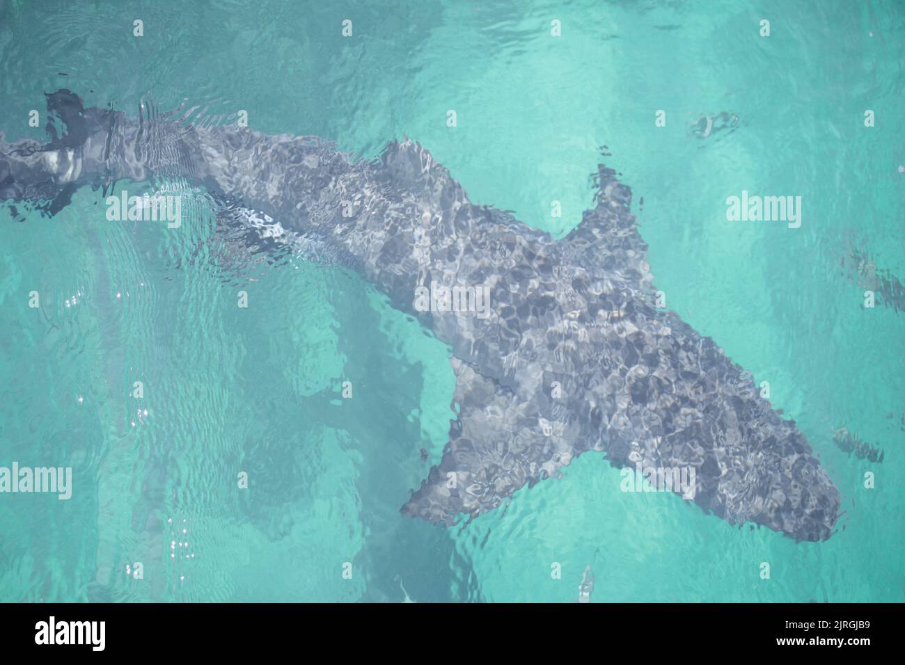 A top view of a shark in crystal clear turquoise water Stock Photo - Alamy